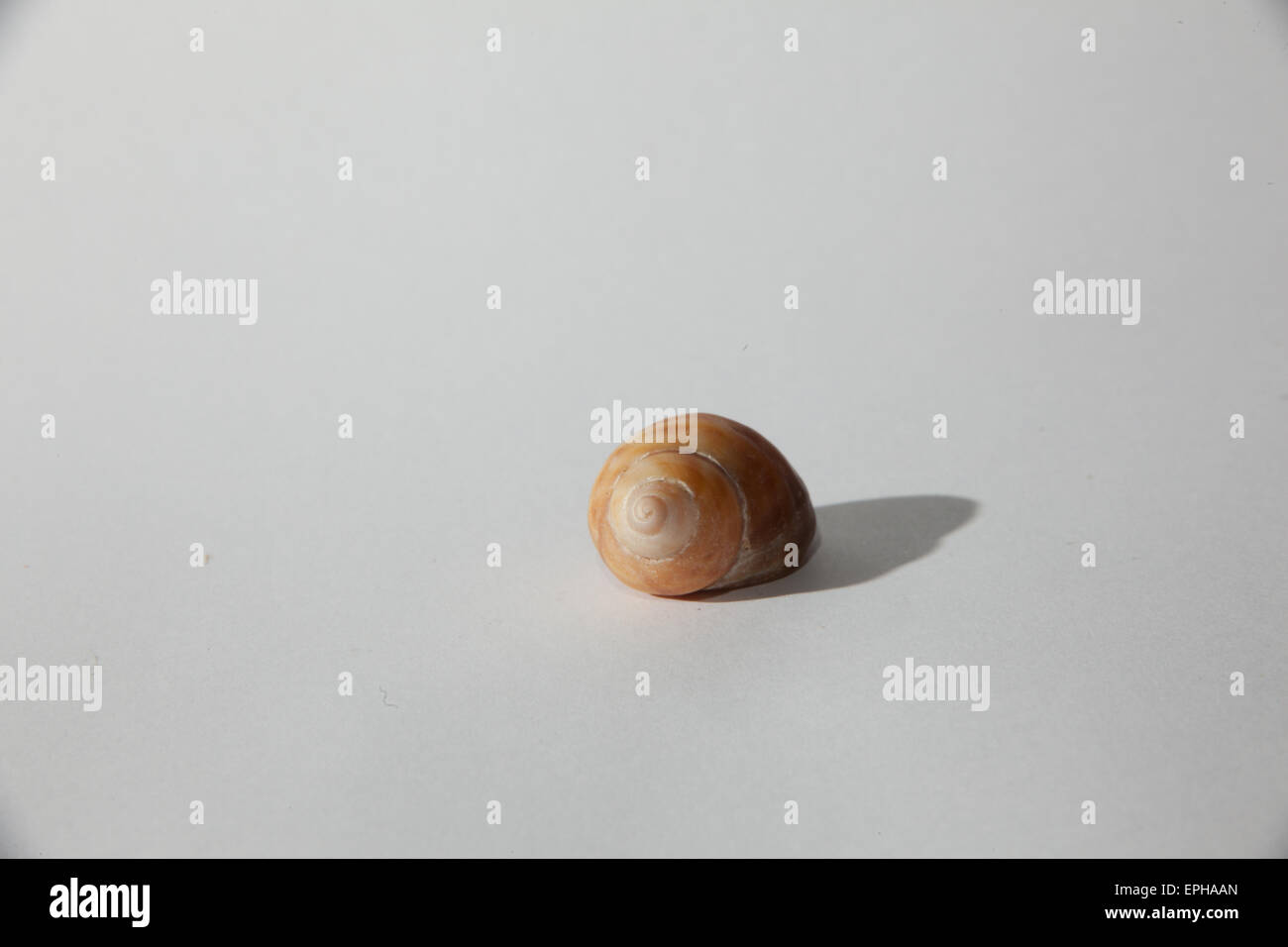 Shell shot on a white background Stock Photo - Alamy