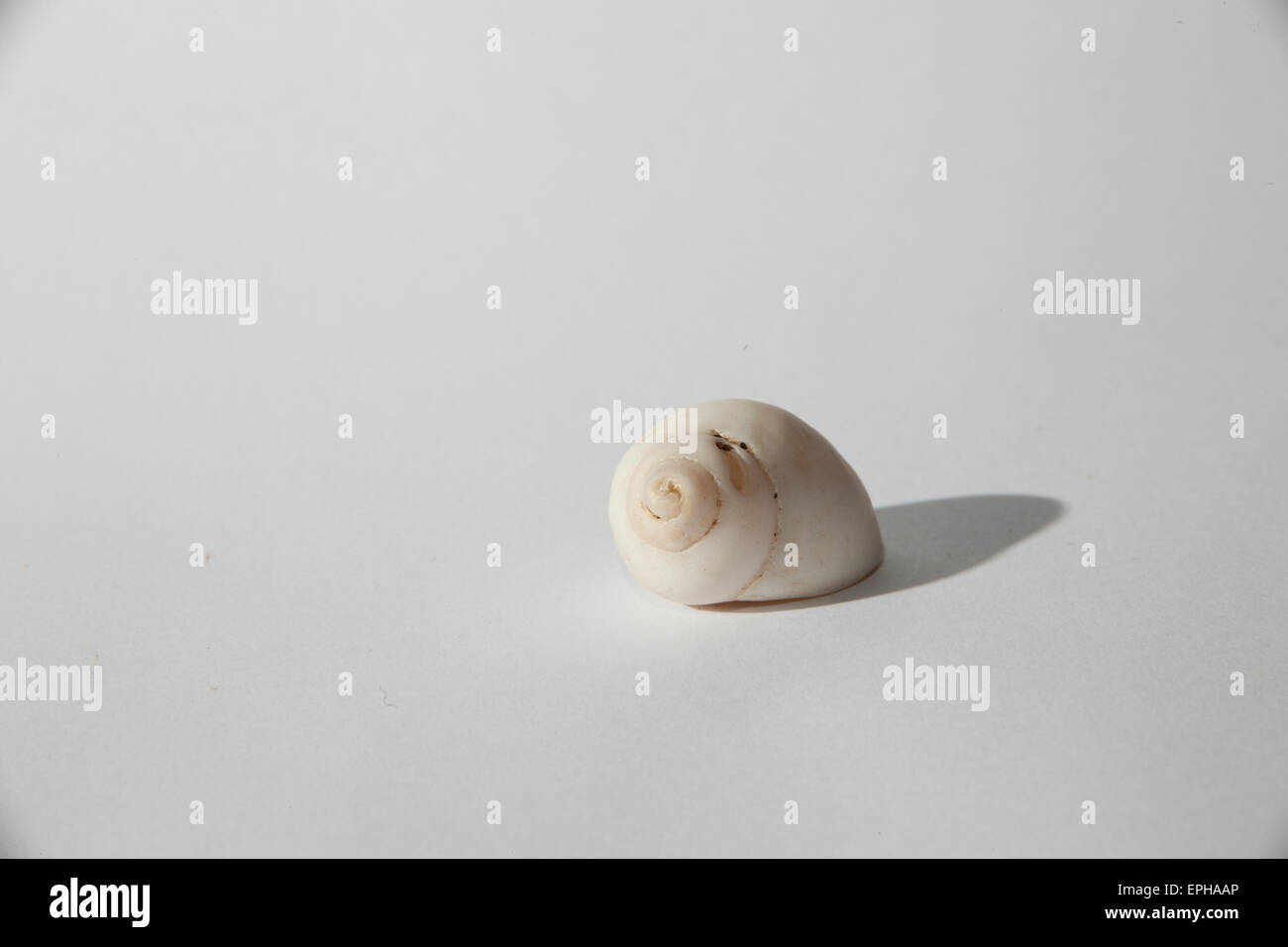 Shell shot on a white background Stock Photo - Alamy