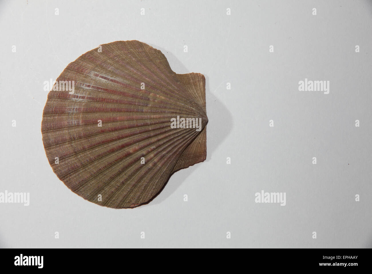 Single scallop shell hi-res stock photography and images - Alamy
