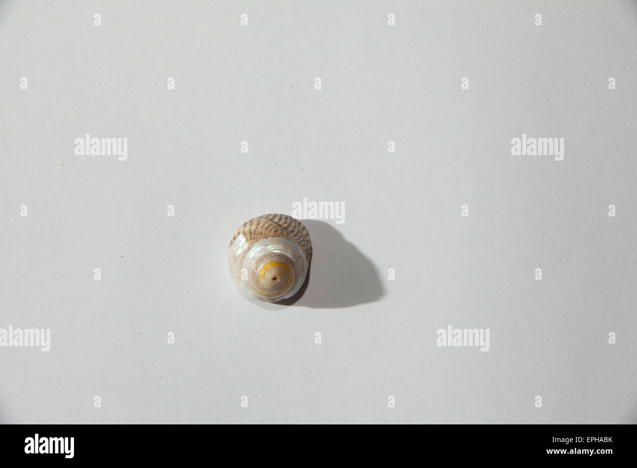 Shell shot on a white background Stock Photo - Alamy