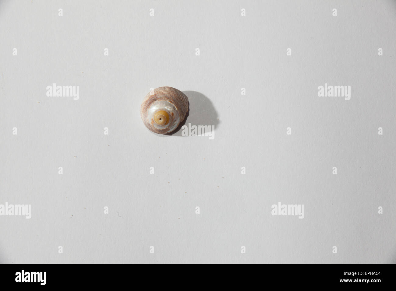 Shell shot on a white background Stock Photo - Alamy