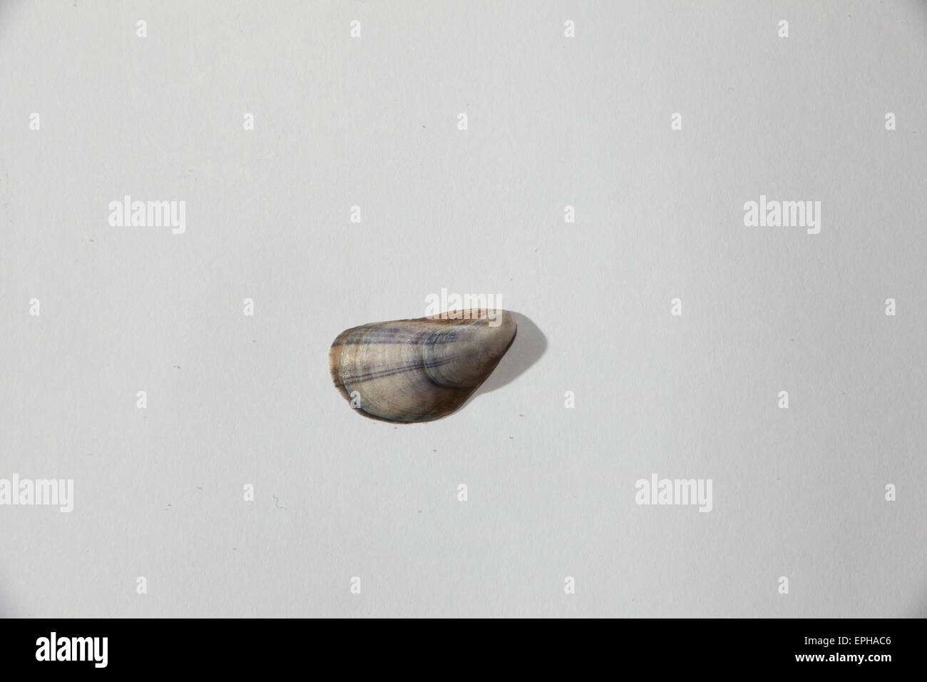 Inside mussel shell hi-res stock photography and images - Alamy