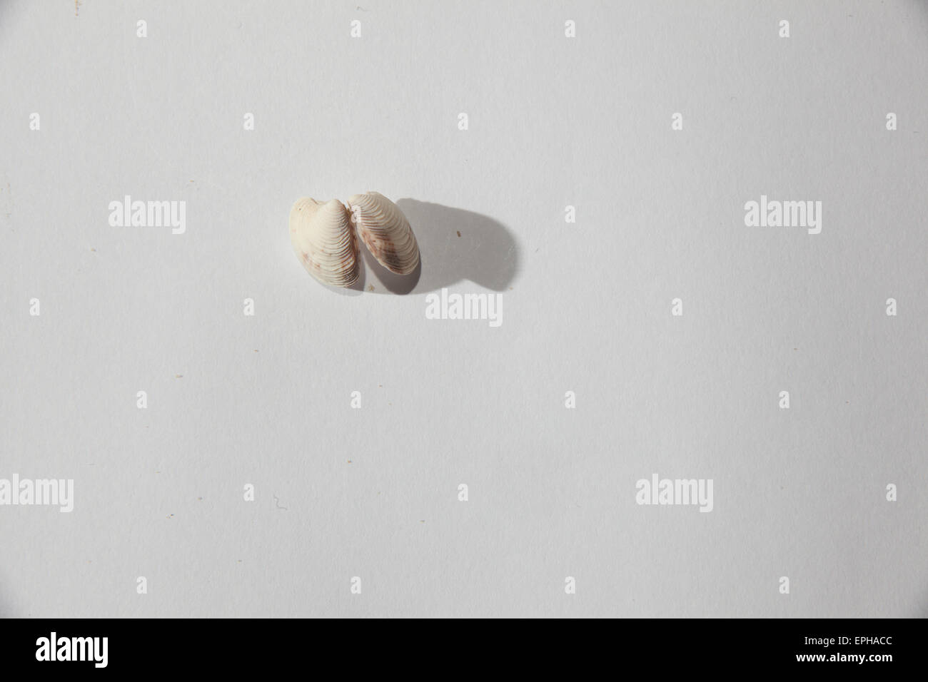 Shell shot on a white background Stock Photo - Alamy