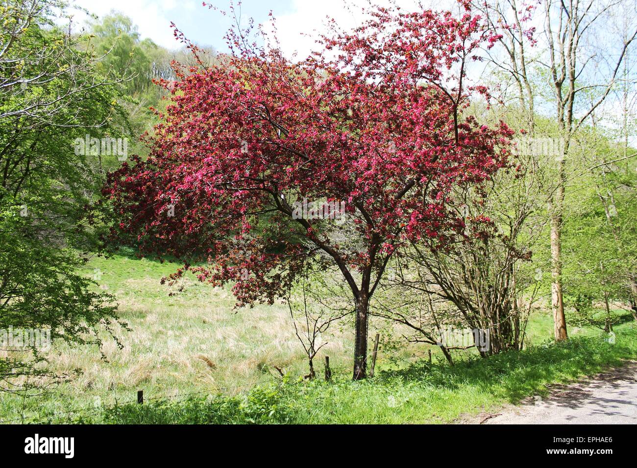 Pink red blossom tree countryside nature spring/summer Stock Photo - Alamy