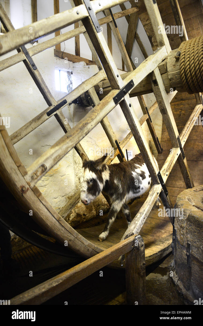 Donkey work working mill wheel at Carisbrooke Castle on the Isle of ...