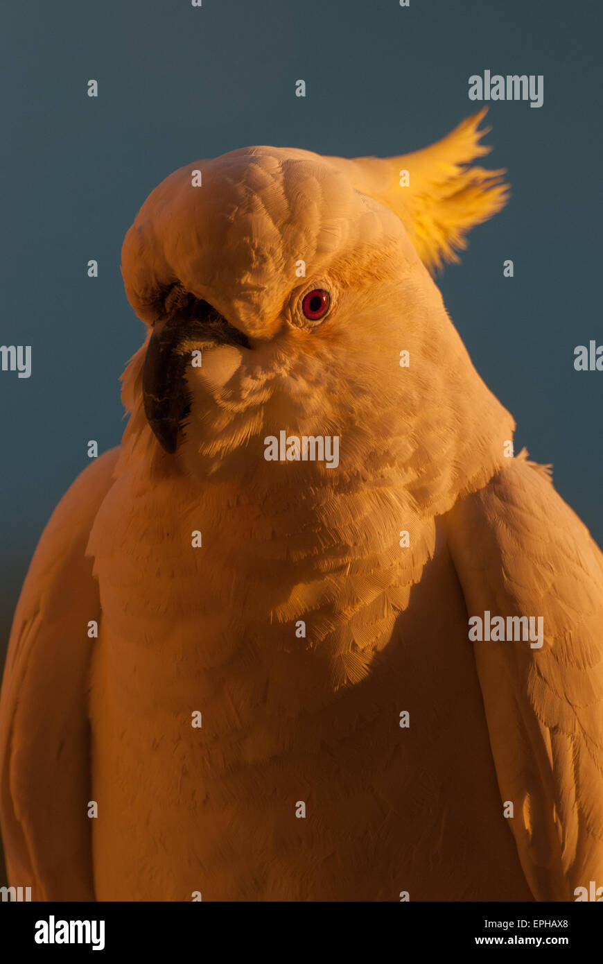 Cockatoo portrait isolated on blue with warm sunrise light Stock Photo ...