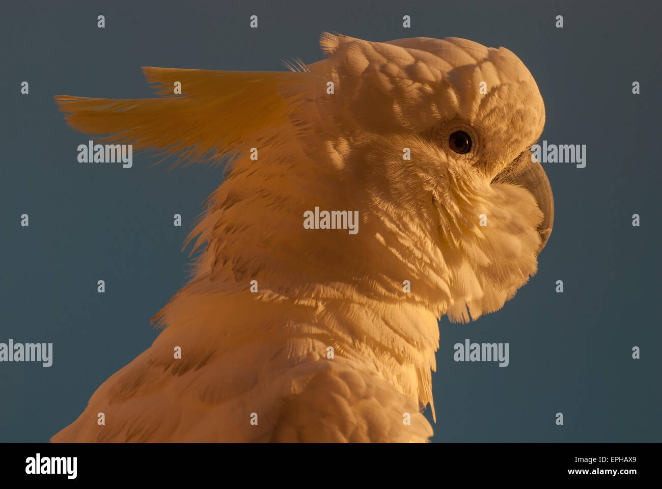 Cockatoo portrait isolated on blue with warm sunrise light Stock Photo ...
