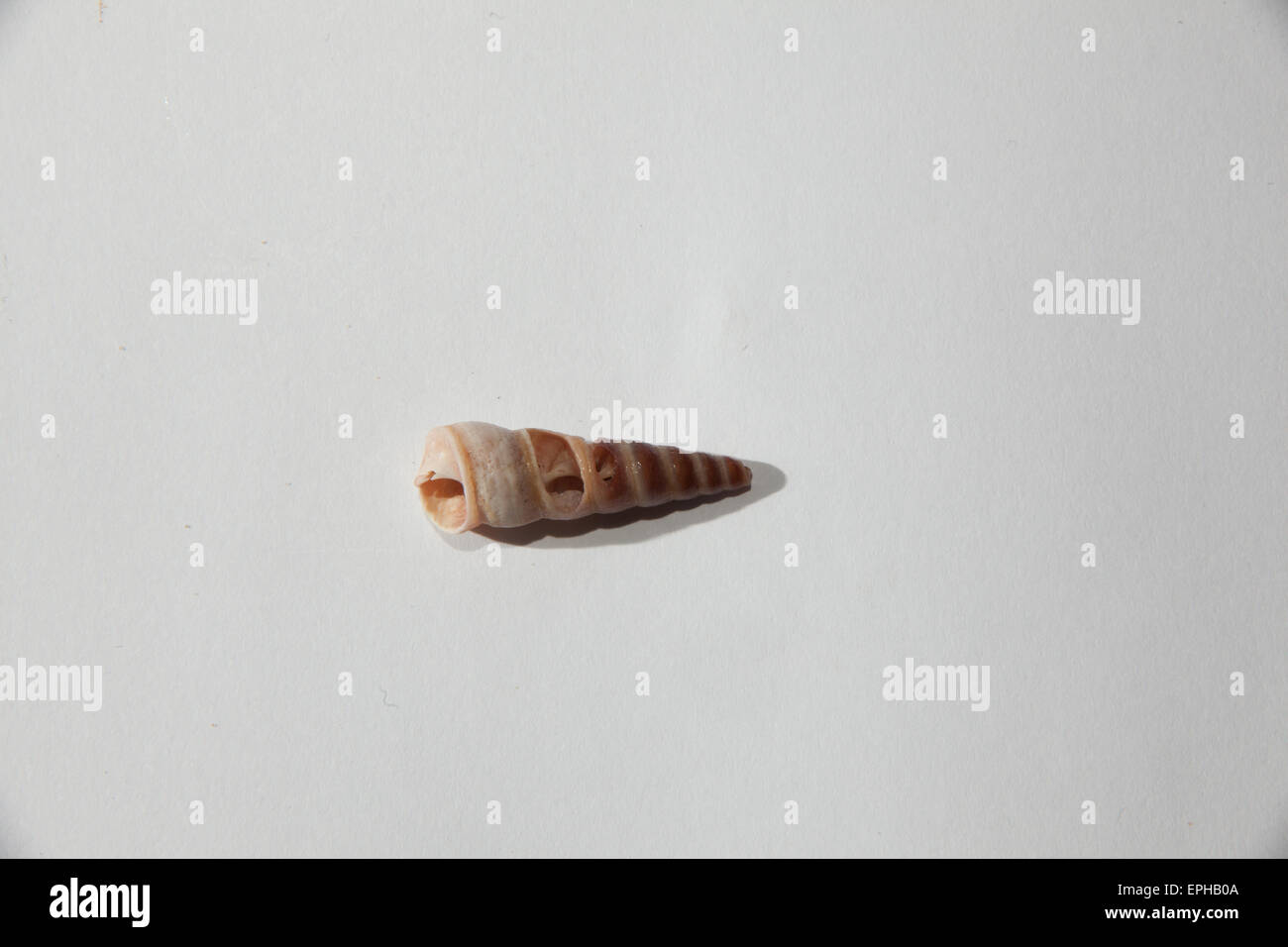 Broken seashell hi-res stock photography and images - Alamy