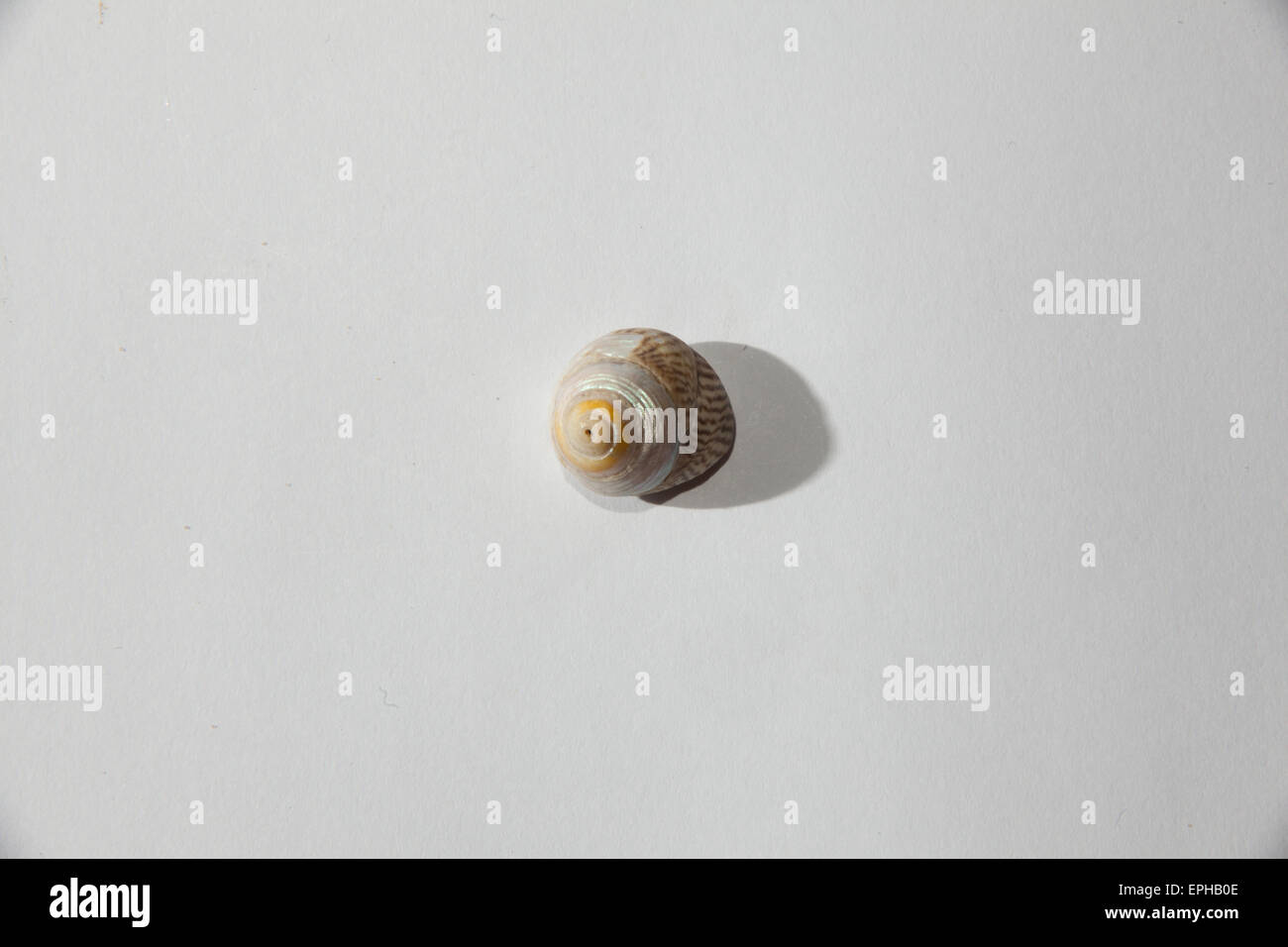 Shell shot on a white background Stock Photo - Alamy
