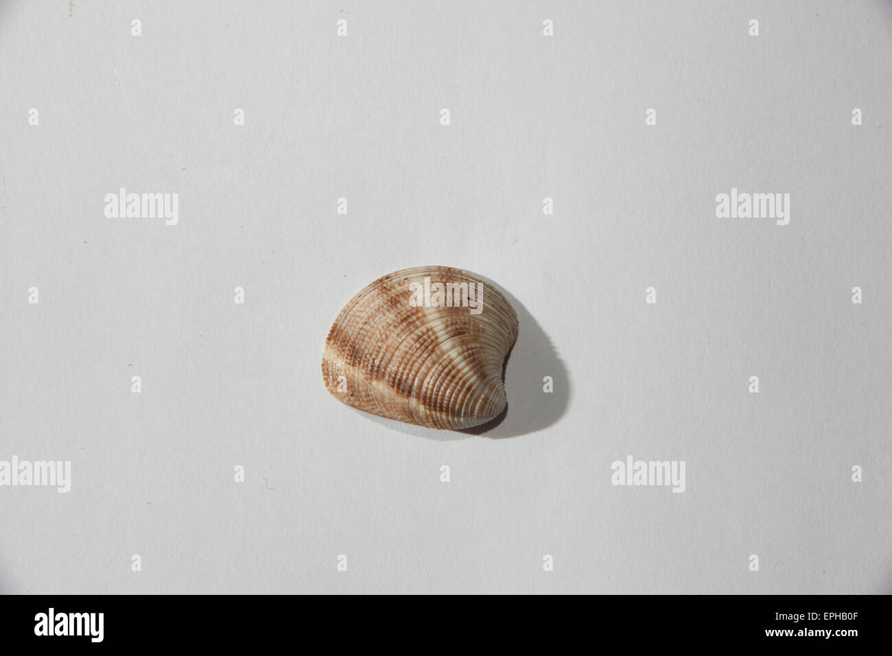 Seashell ridges hi-res stock photography and images - Alamy