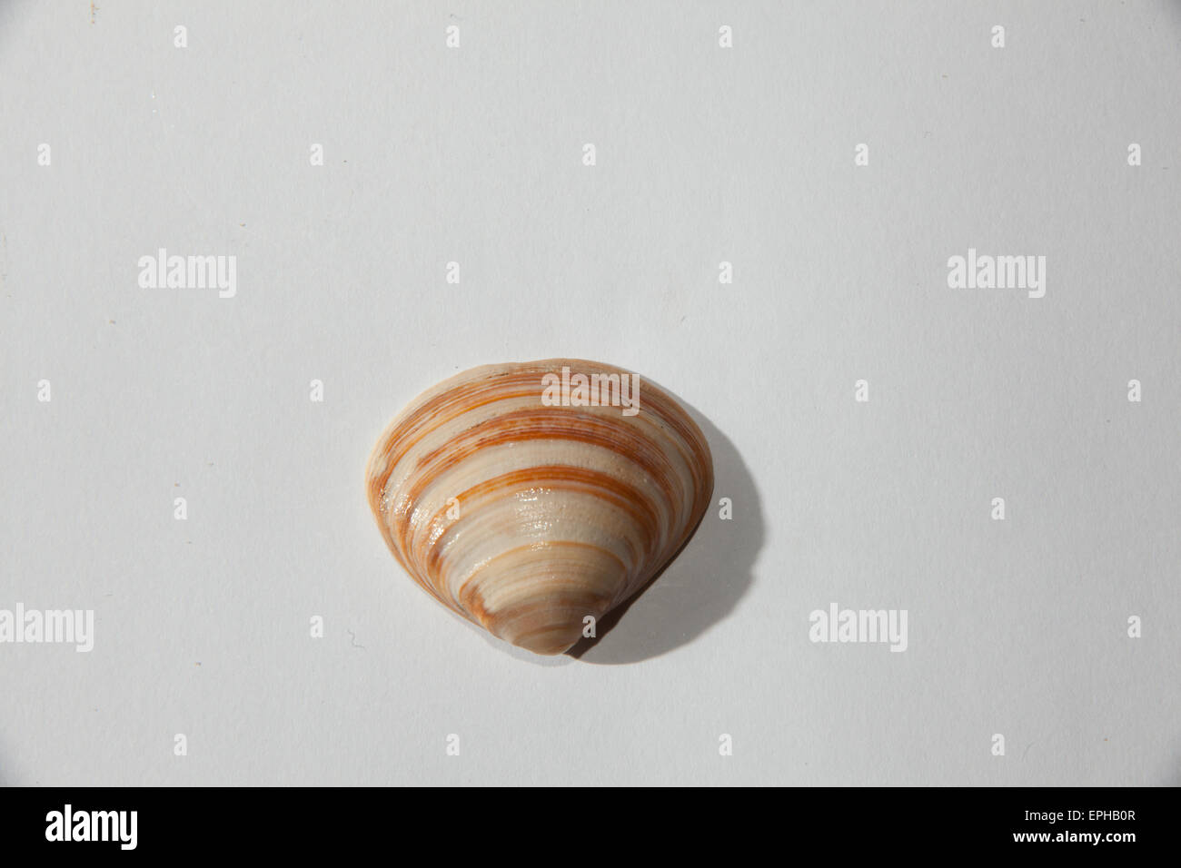 Shell shot on a white background Stock Photo - Alamy