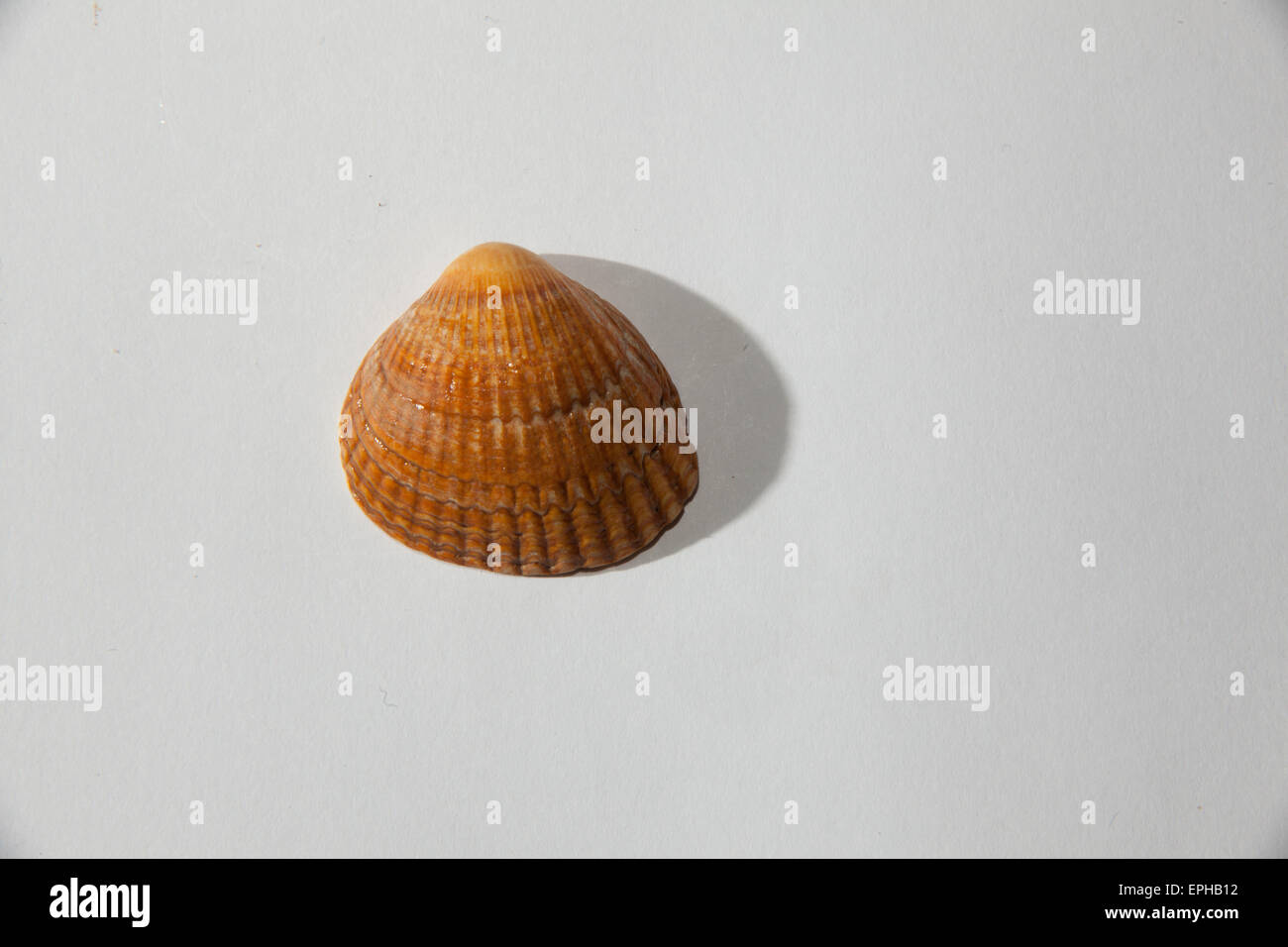 Shell shot on a white background Stock Photo - Alamy
