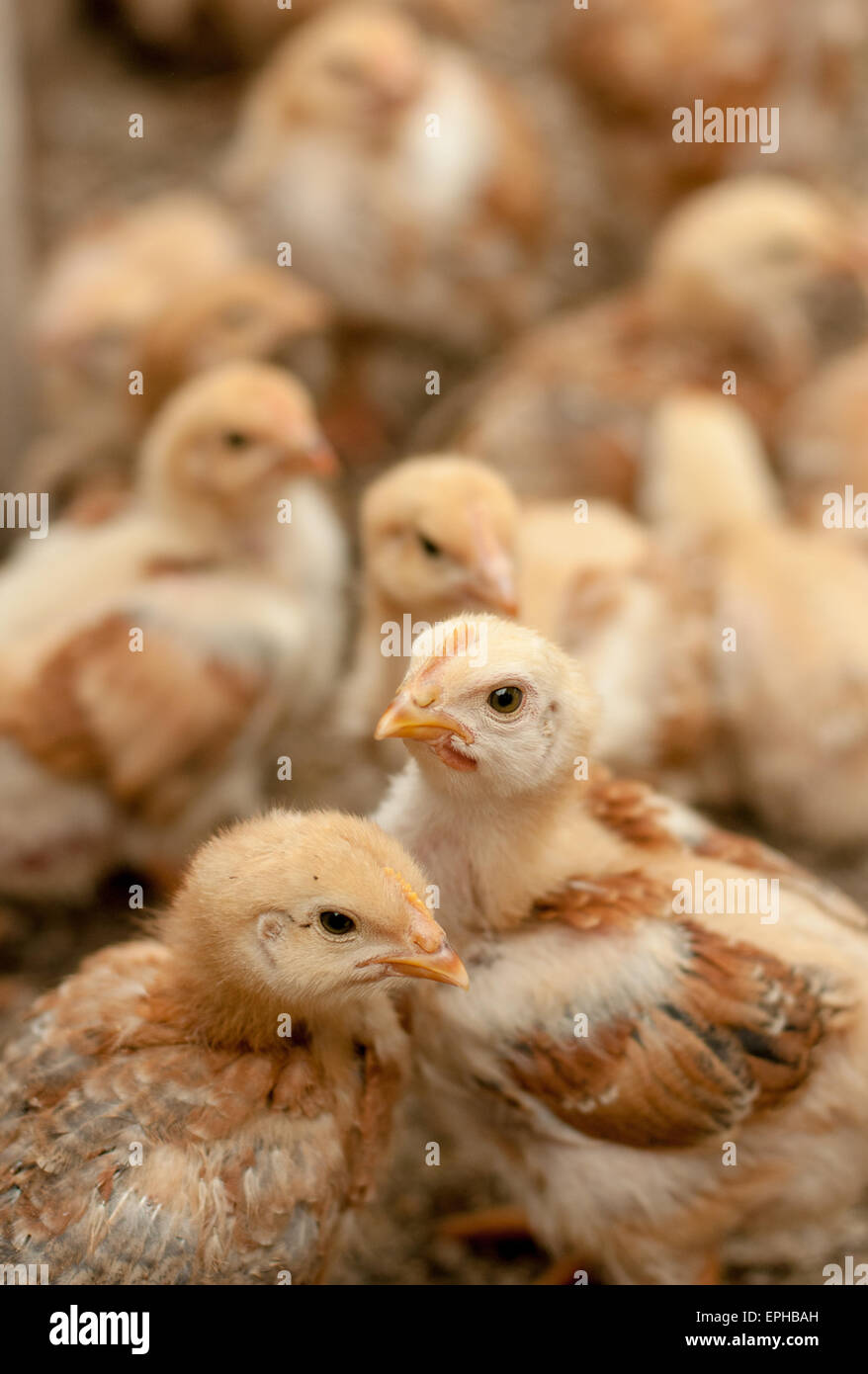 Chicks on a farm Stock Photo - Alamy