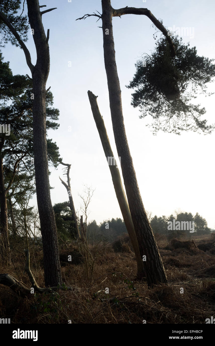 Storm damaged trees, Sutton Heath, Suffolk, UK Stock Photo - Alamy