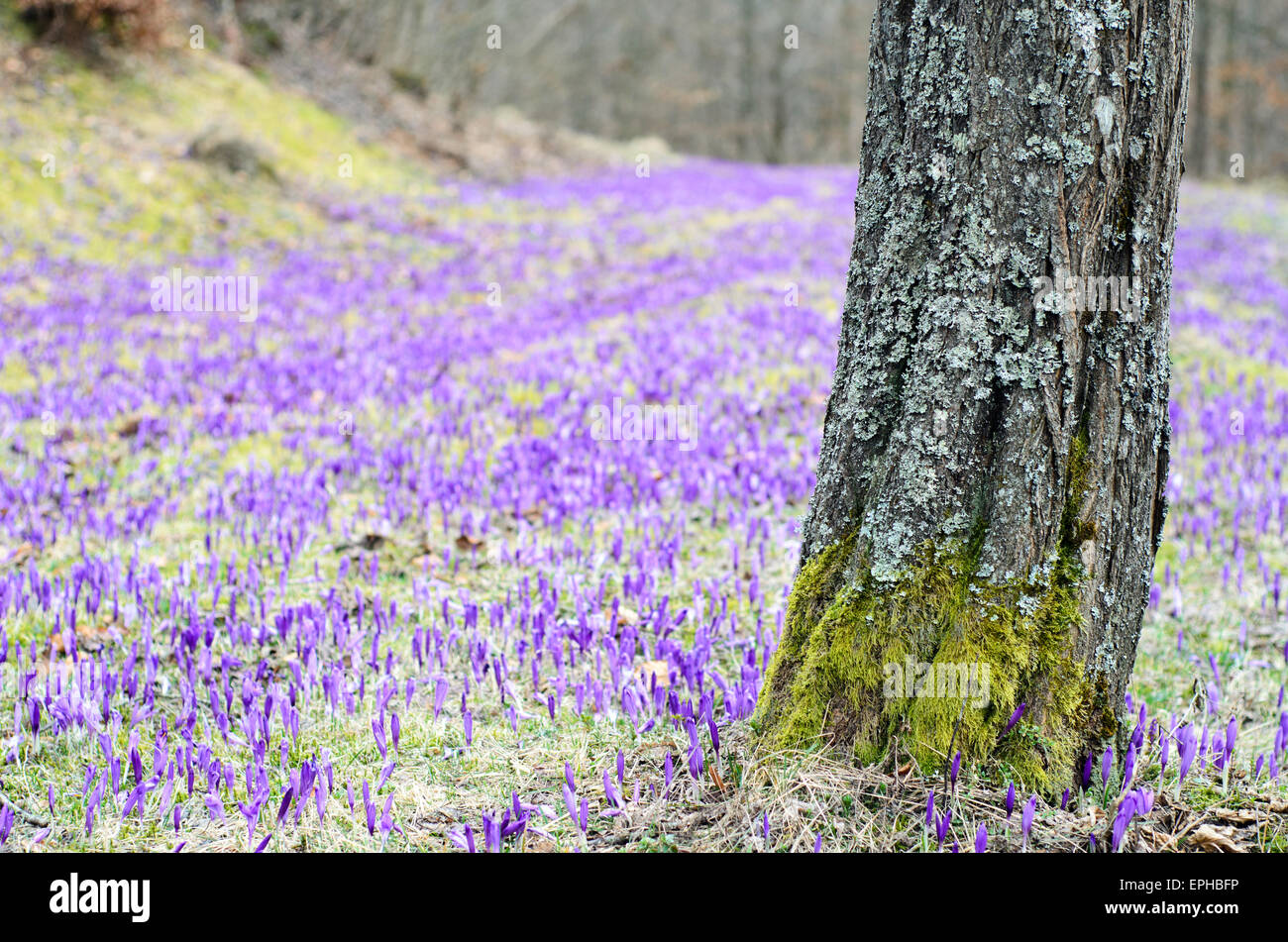 Tree patches hi-res stock photography and images - Alamy