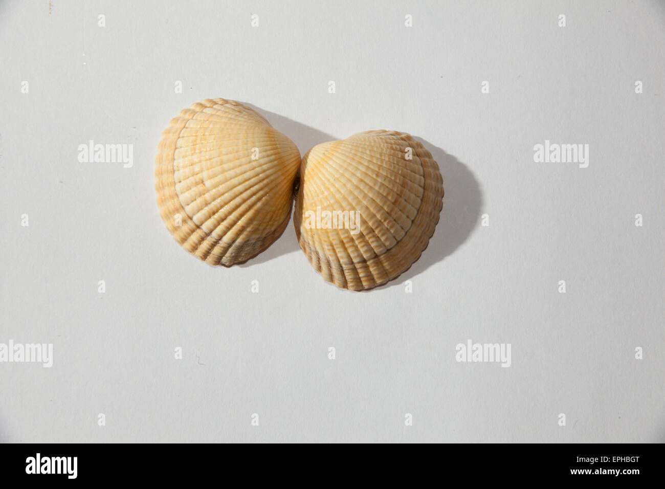 Shell shot on a white background Stock Photo - Alamy