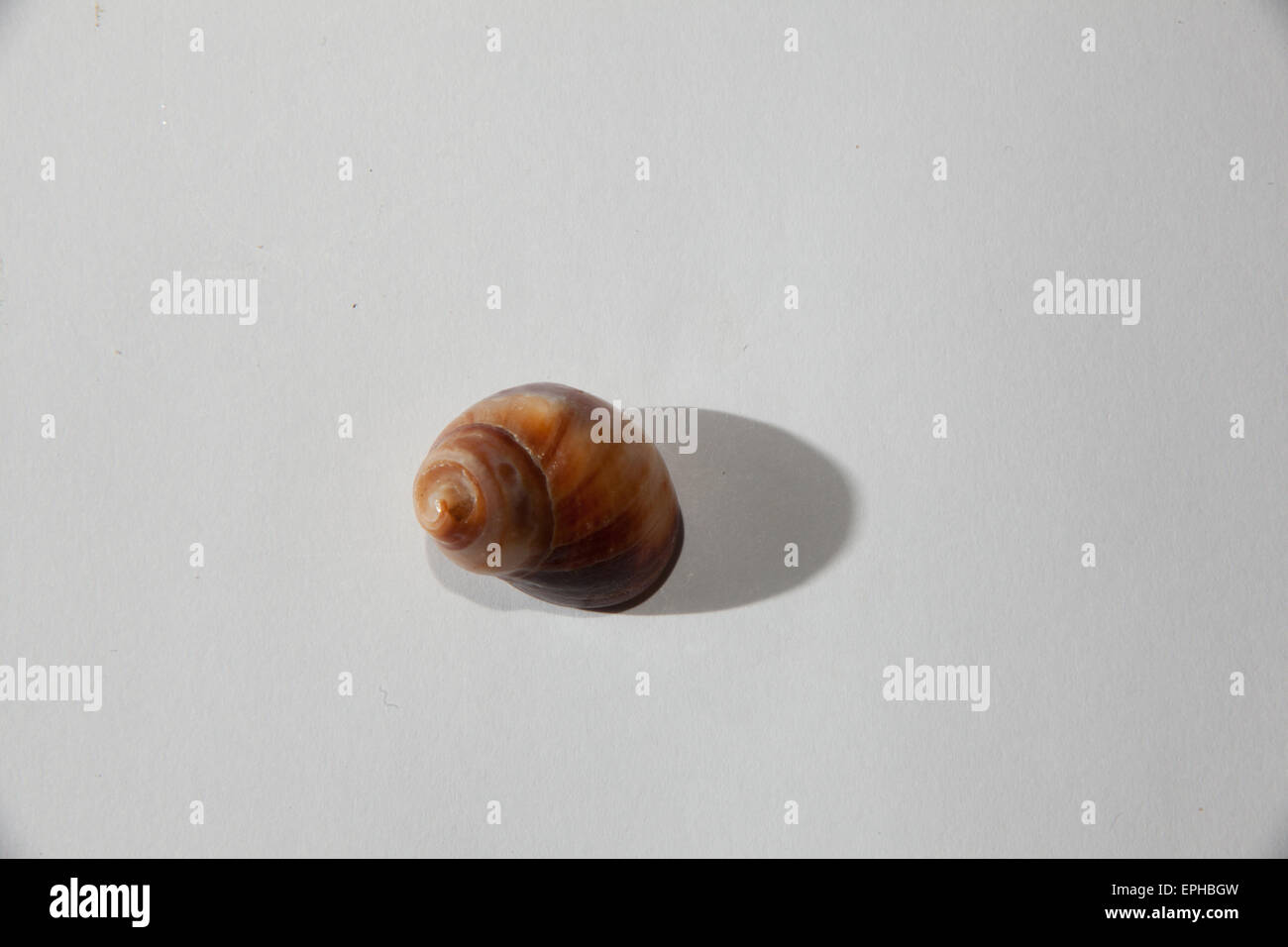 Shell shot on a white background Stock Photo - Alamy