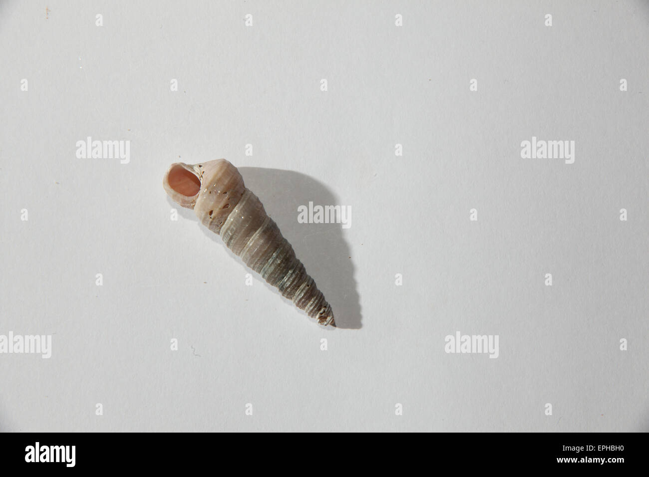 Long spiral shell hi-res stock photography and images - Alamy