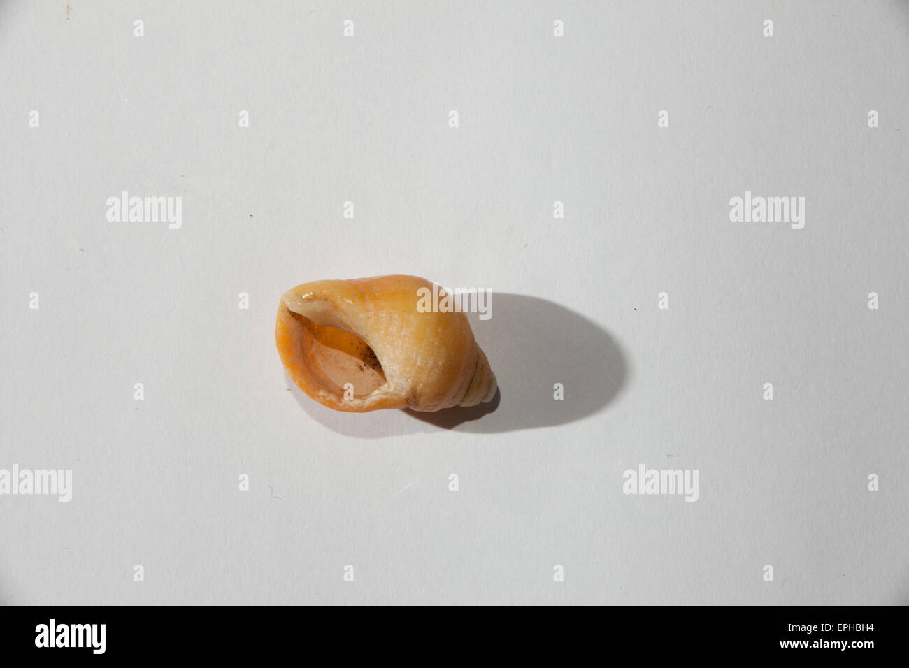 Shell shot on a white background Stock Photo - Alamy