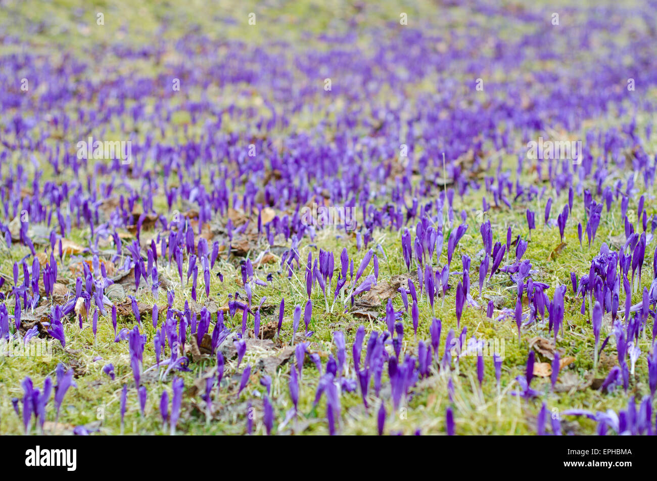 Purple crocus field blue hi-res stock photography and images - Alamy