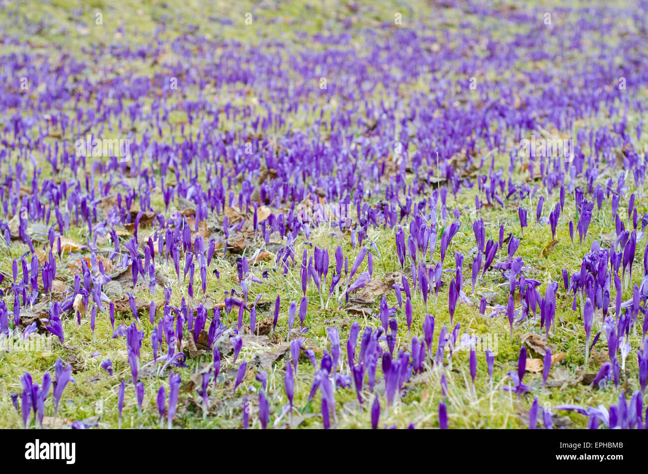Purple crocus field depth of field Stock Photo - Alamy