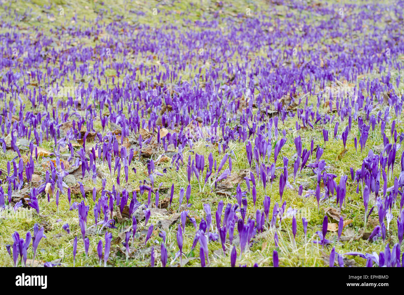 Crocus field hi-res stock photography and images - Alamy