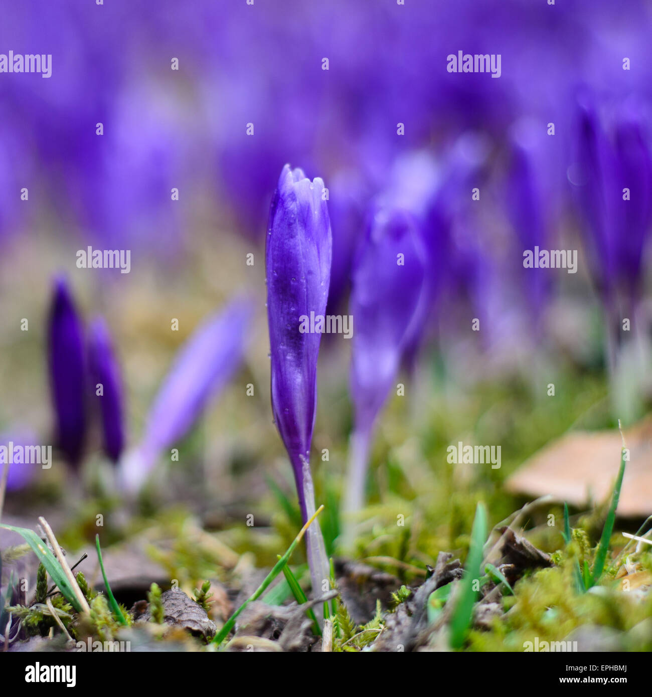 Purple crocus field depth of field Stock Photo - Alamy