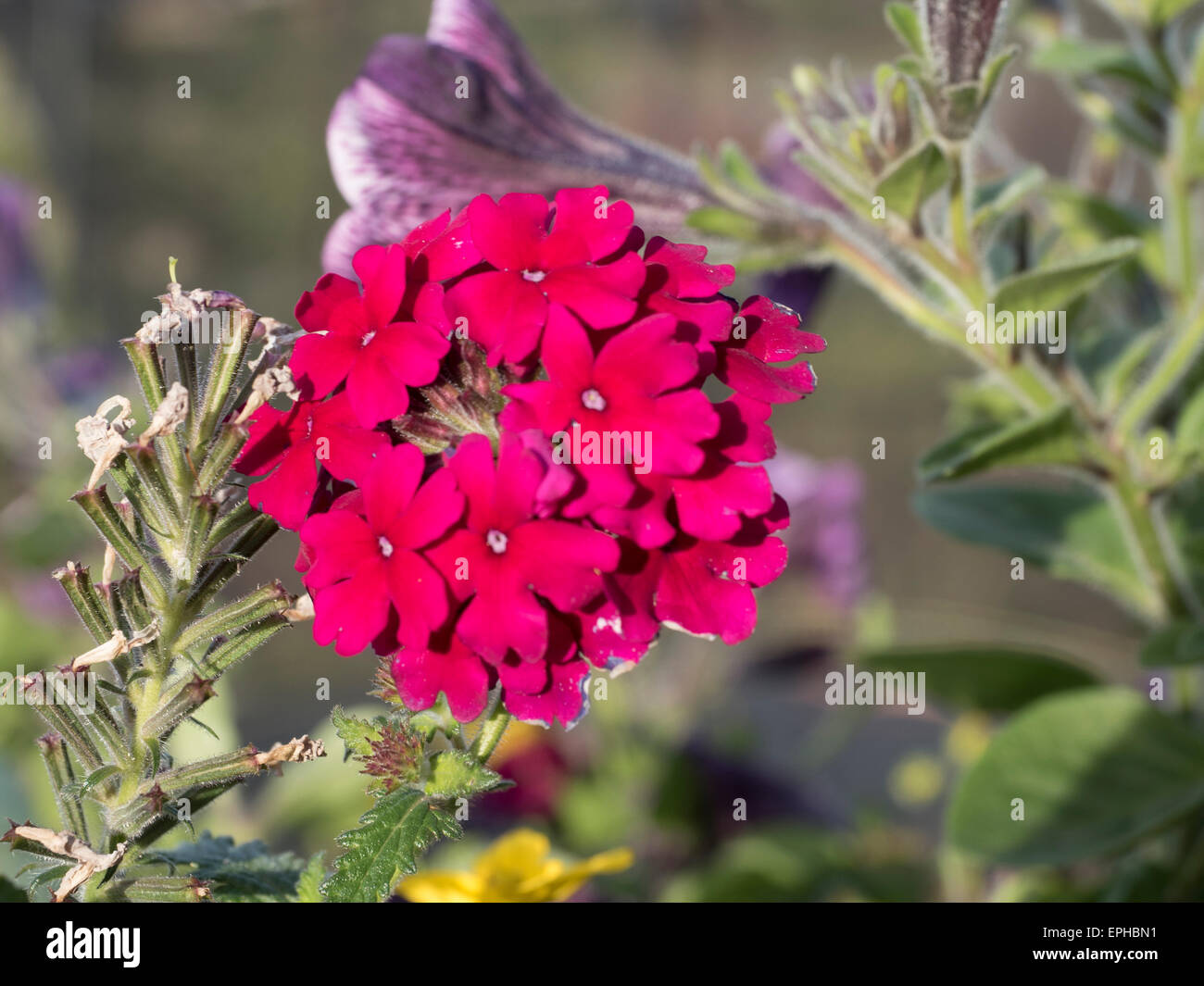 Wild red hi-res stock photography and images - Alamy