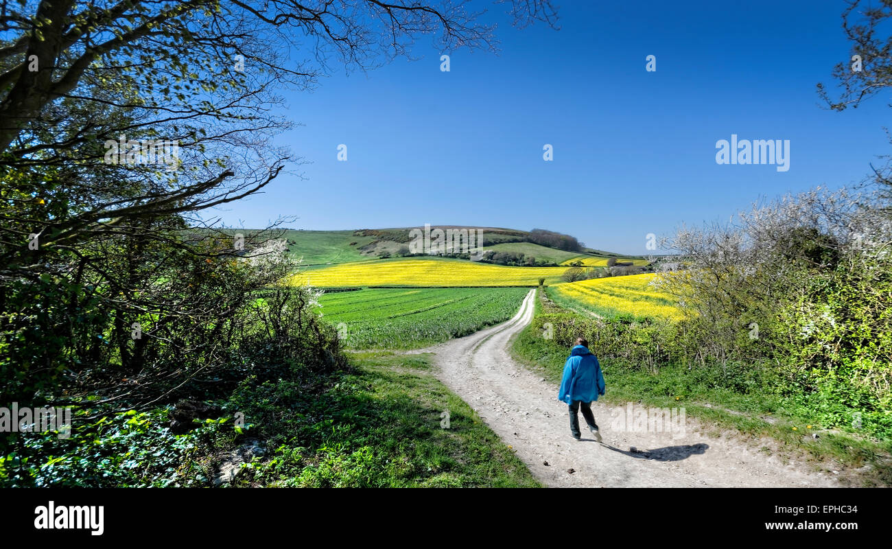 Walking in countryside between Chillerton and Gatcombe, Isle of Wight ...