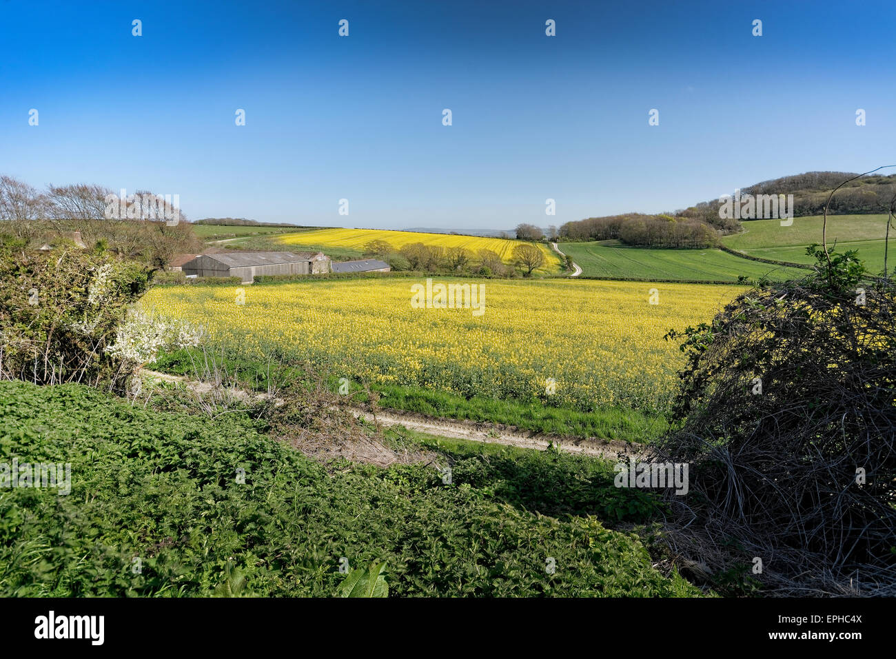 The Isle of Wight countryside is a delightful area for many scores of ...