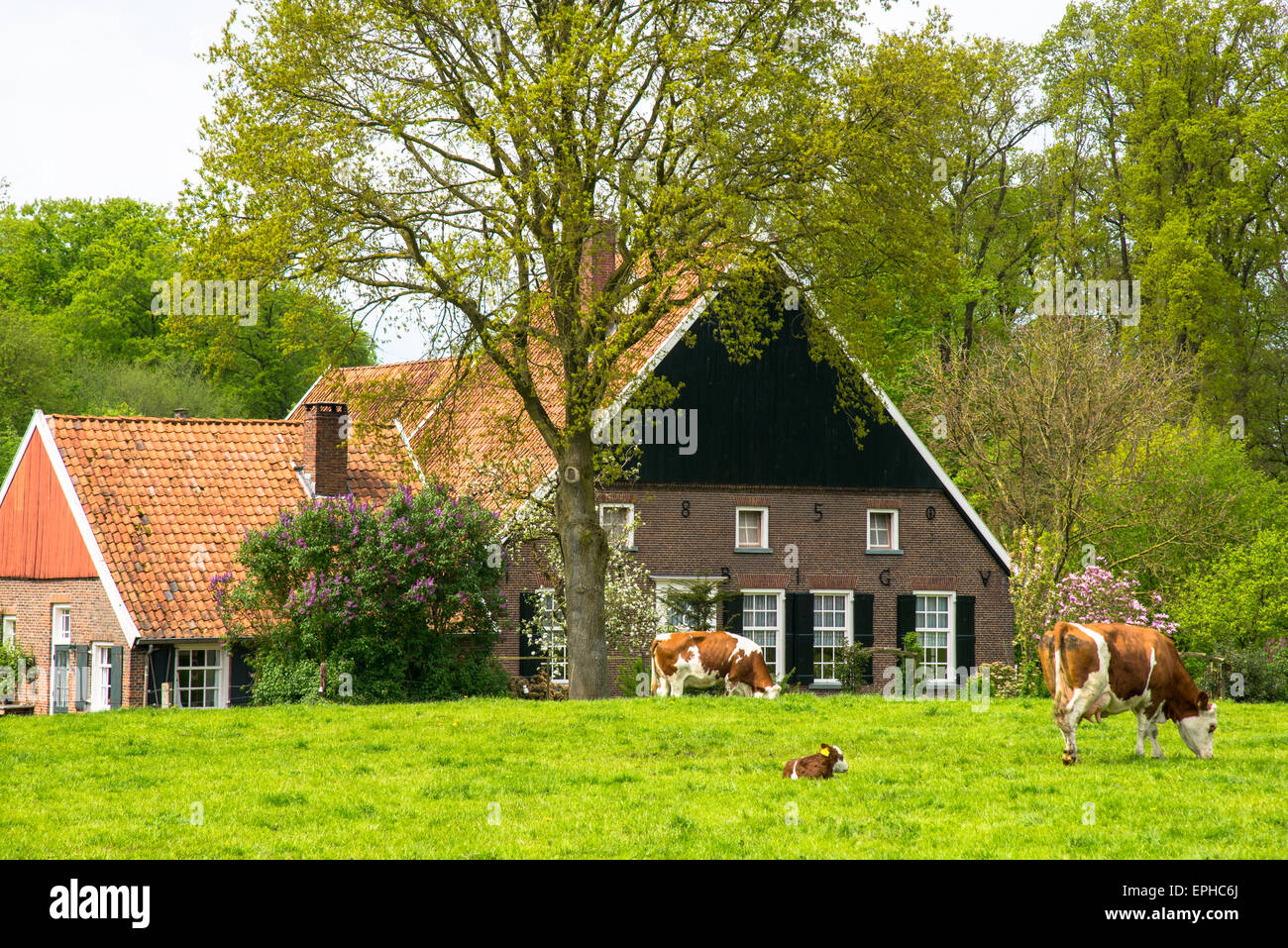 traditional farm in the achterhoek holland Stock Photo - Alamy