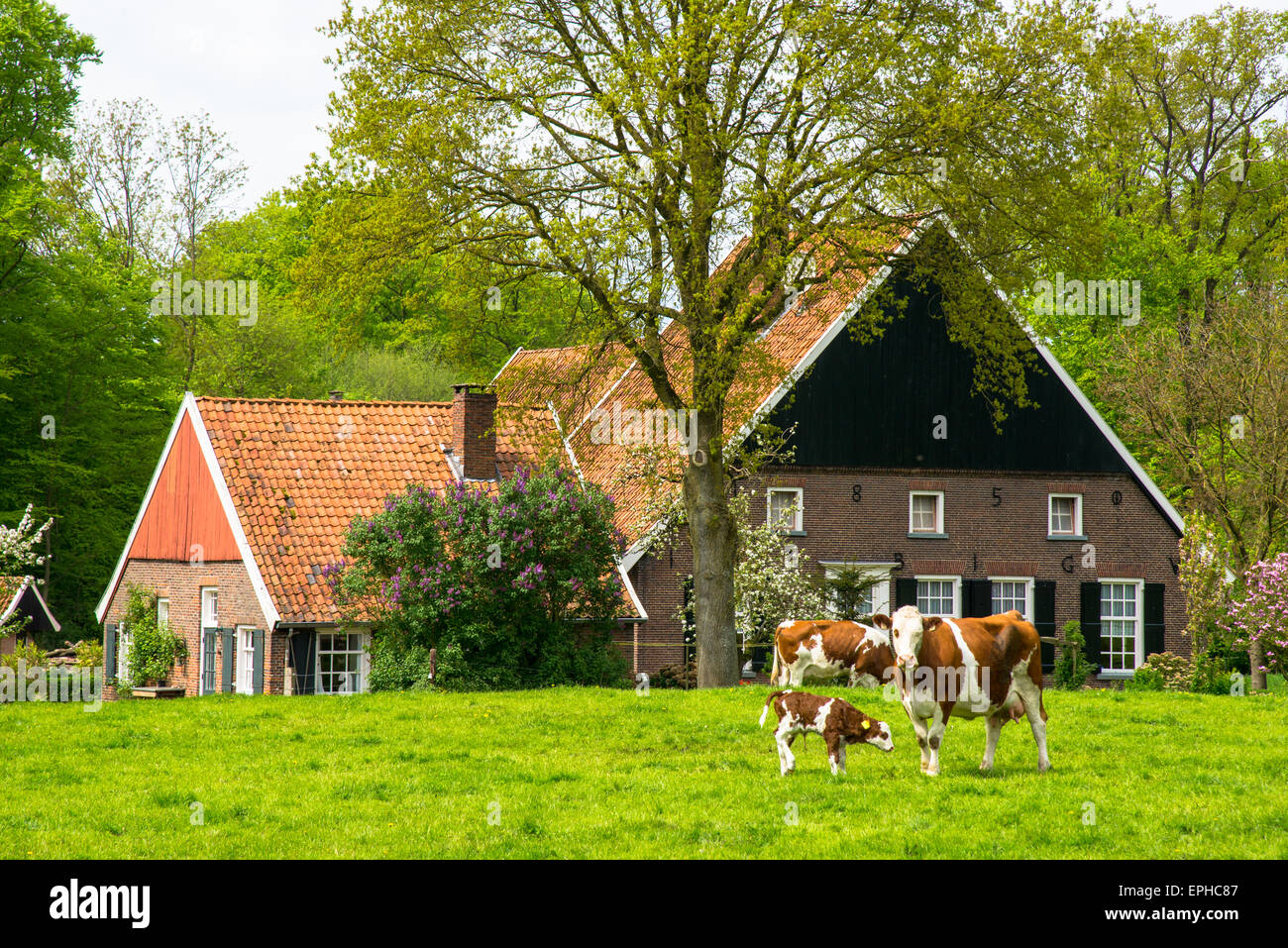 traditional farm in the achterhoek holland Stock Photo - Alamy