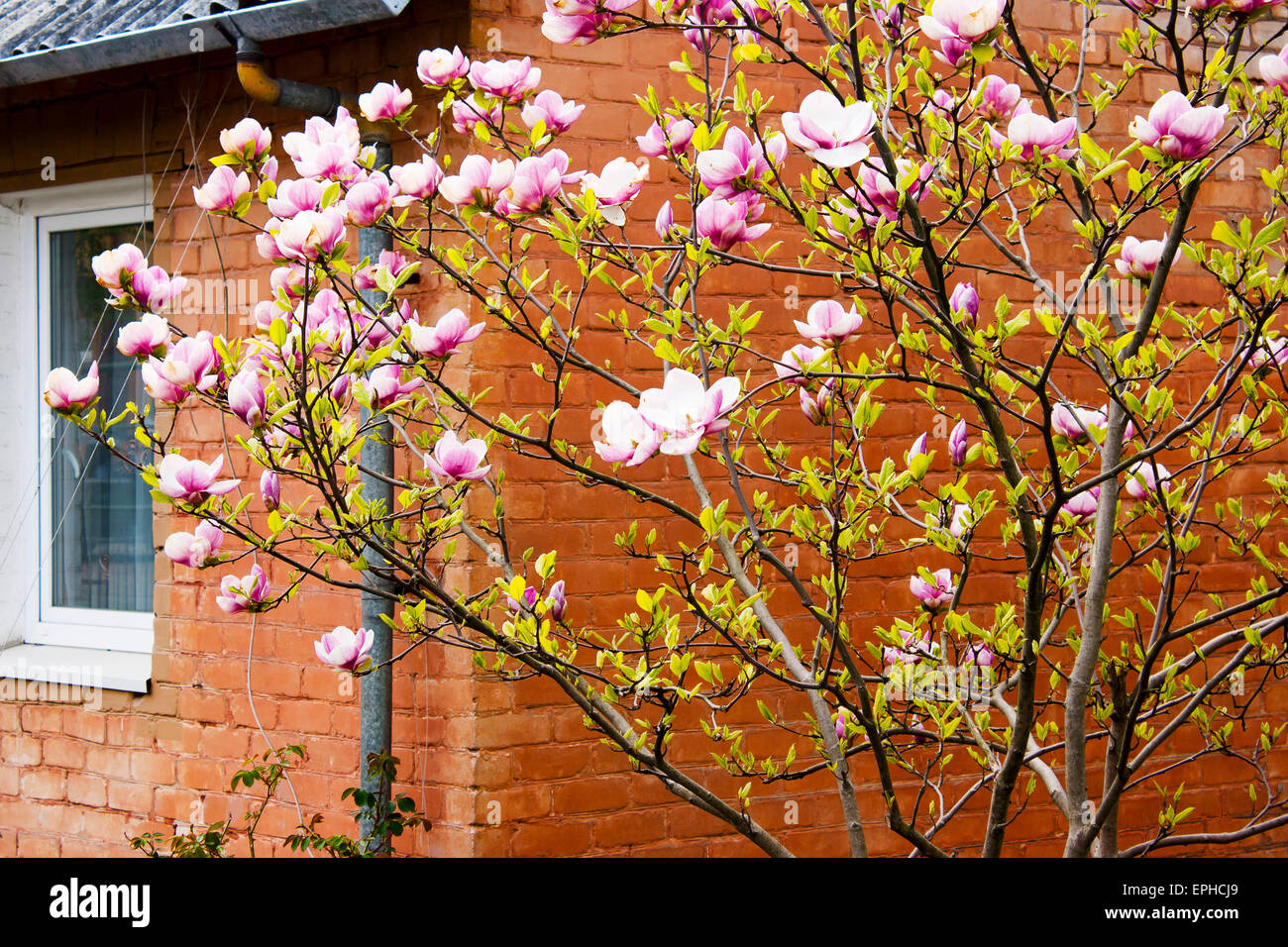 blossoming tree near a small apartment building closeup Stock Photo - Alamy