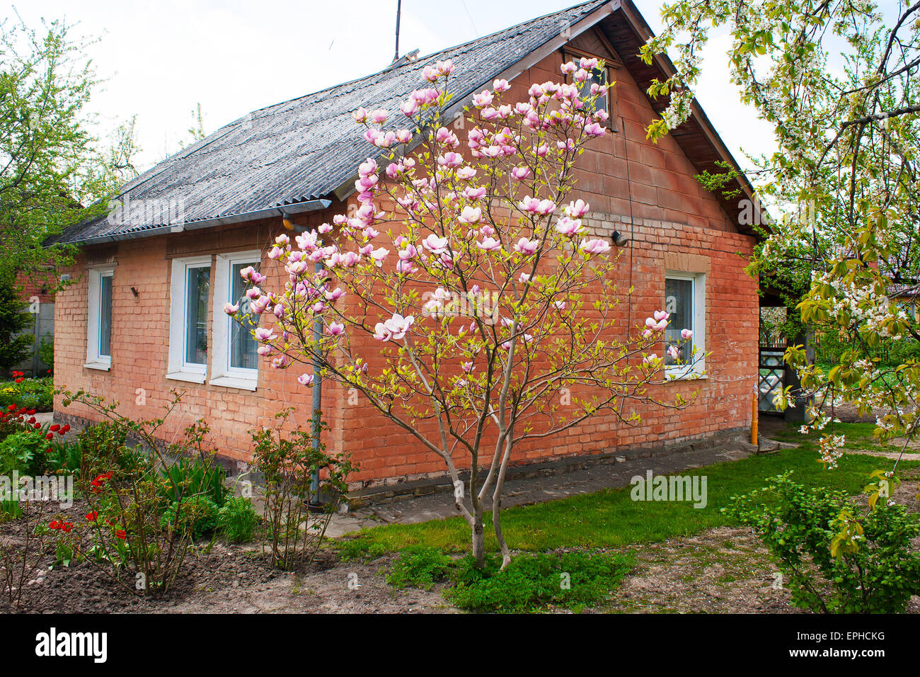 blossoming tree near a small apartment building on spring day Stock ...