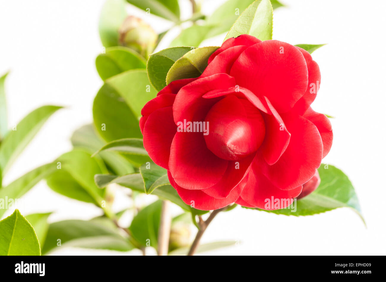 Red Camellia Flower, that bloom during spring. Taken on April 10th ...