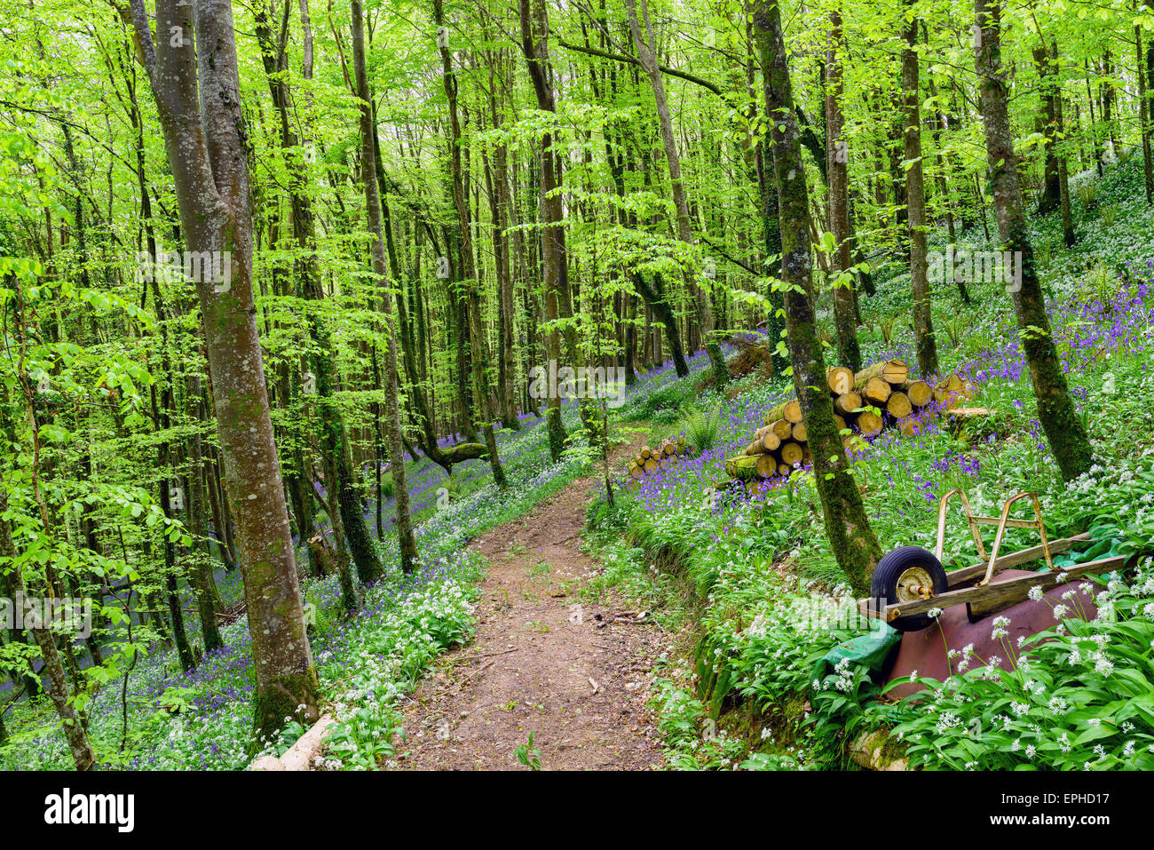 Spring forest path lined with bluebells and wild garalic flowers at ...