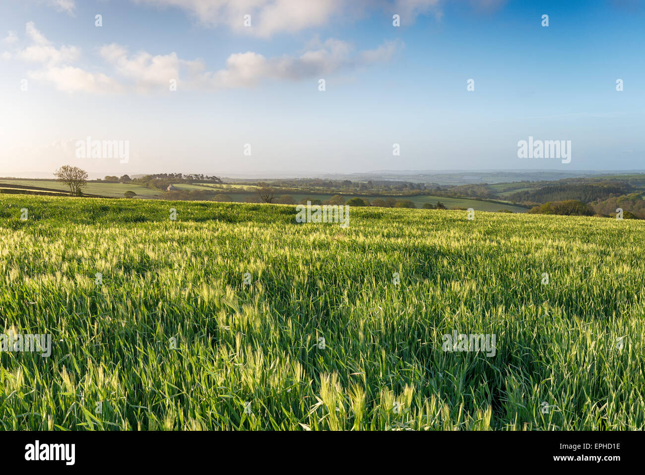 Fields of ripening barley growing in the Englsih countryside near ...
