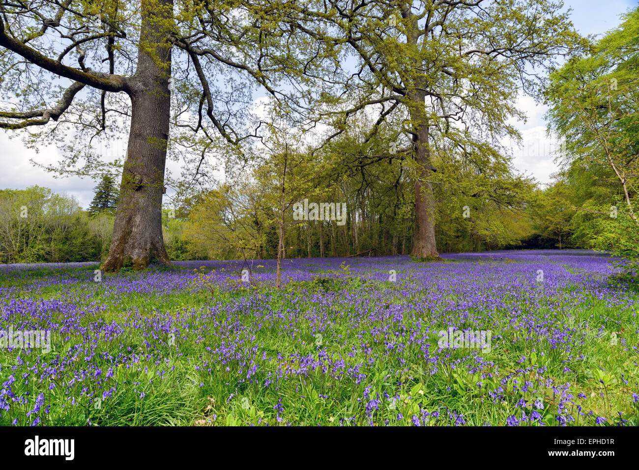 Oak tree and bluebell hi-res stock photography and images - Alamy