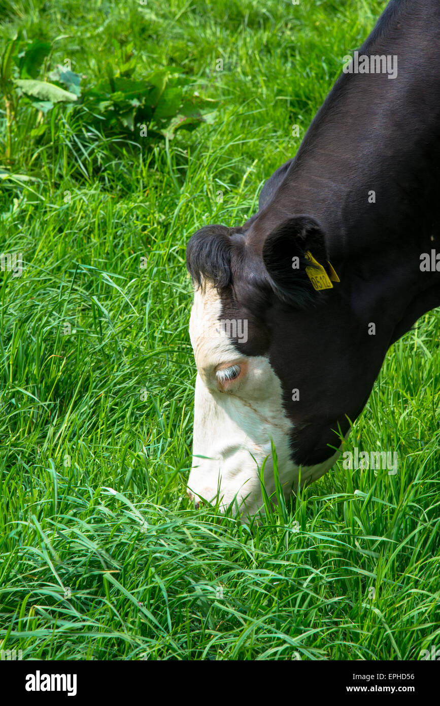 cow on grassland in holland Stock Photo - Alamy