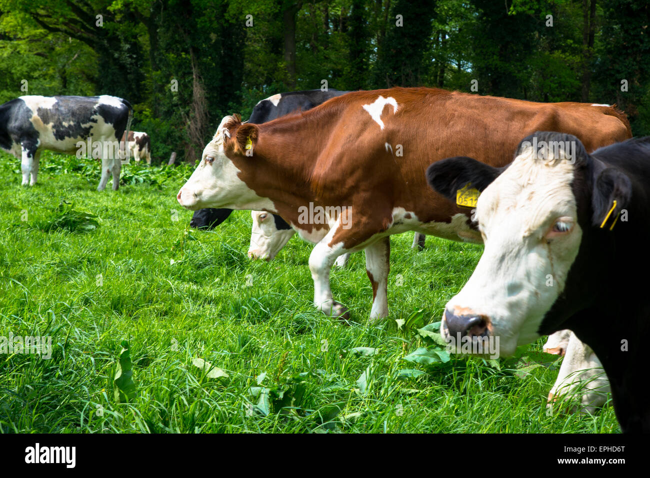 cow on grassland in holland Stock Photo - Alamy