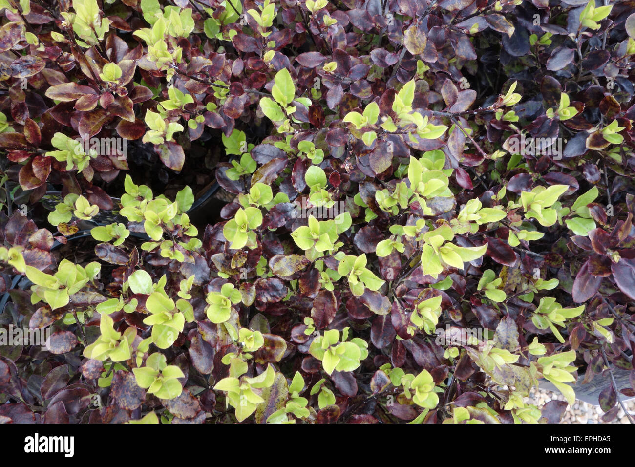 Privet hedge leaves hi-res stock photography and images - Alamy
