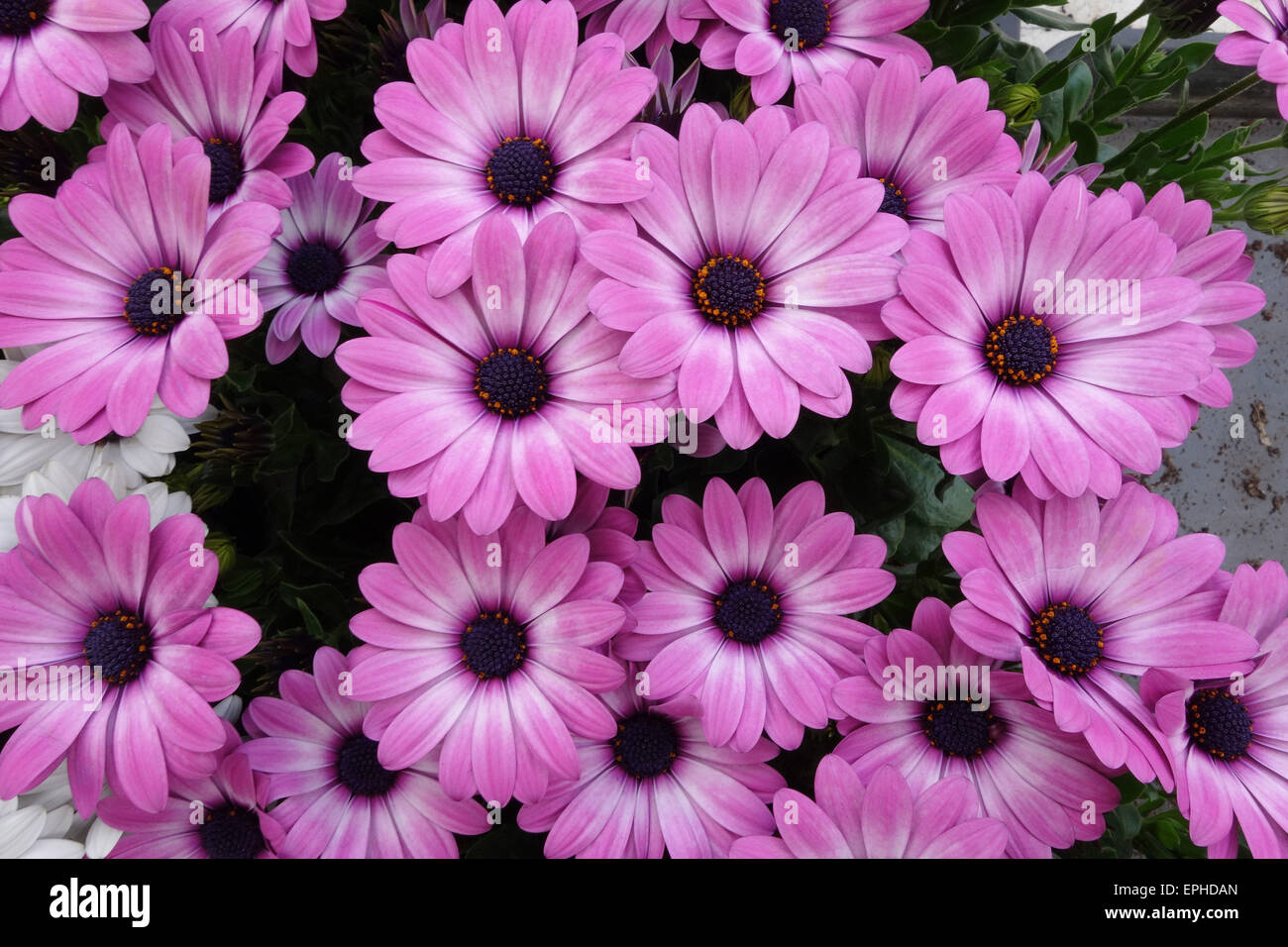 cape marigold rain daisy Stock Photo - Alamy