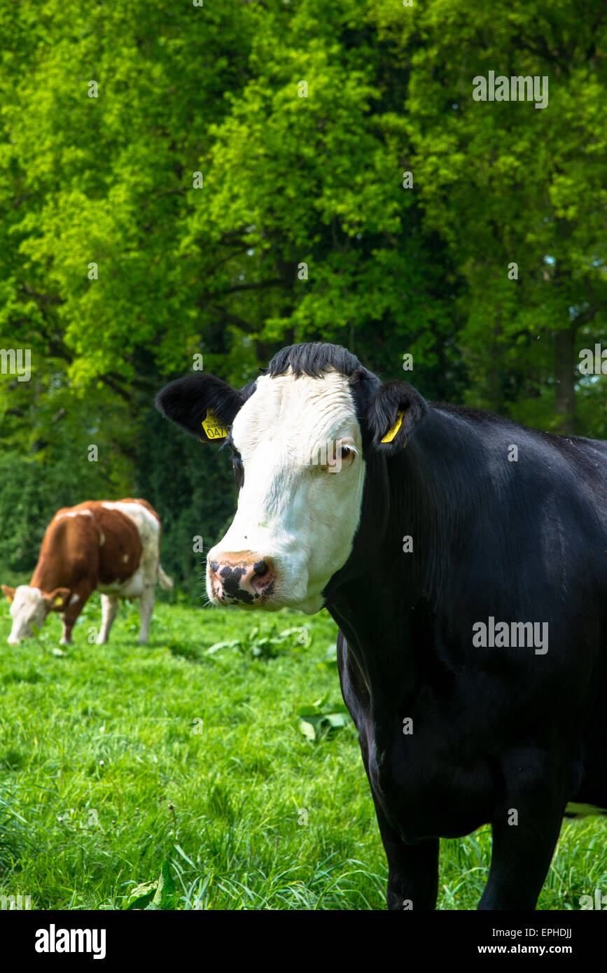 Grassland cow hi-res stock photography and images - Alamy