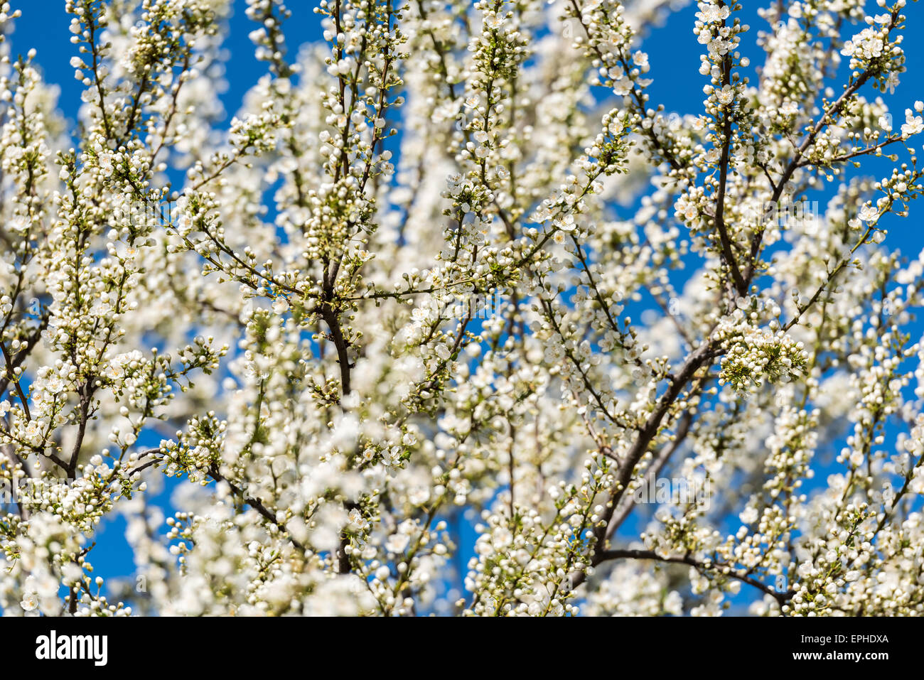 Blossom tree branches hi-res stock photography and images - Alamy