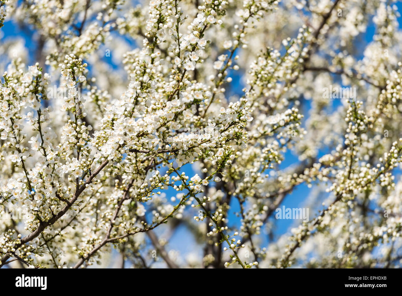 Spring Blossom Tree Branches With White Flowers Stock Photo - Alamy