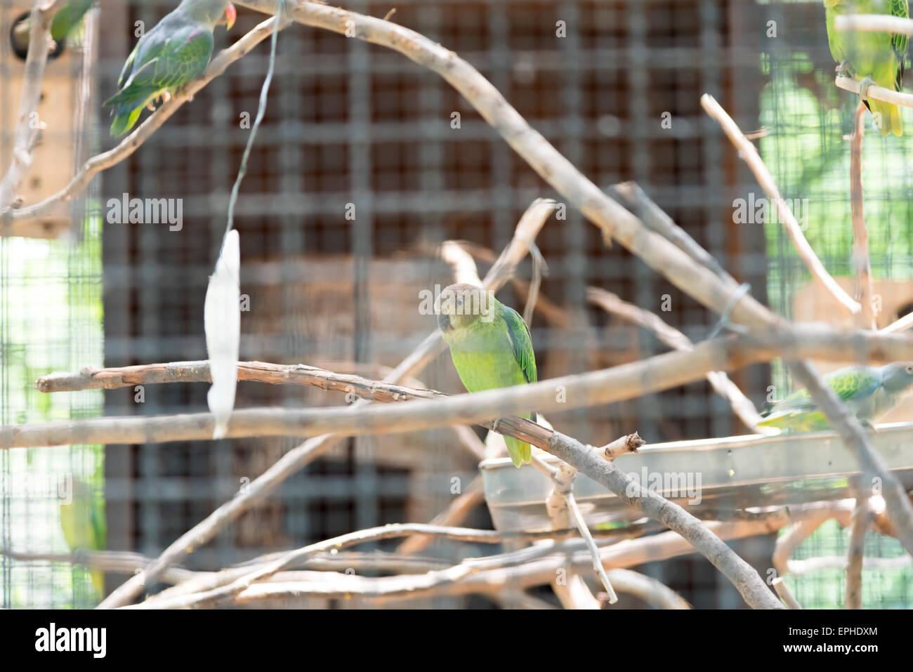 Blue-rumped Parrot in cage Stock Photo - Alamy