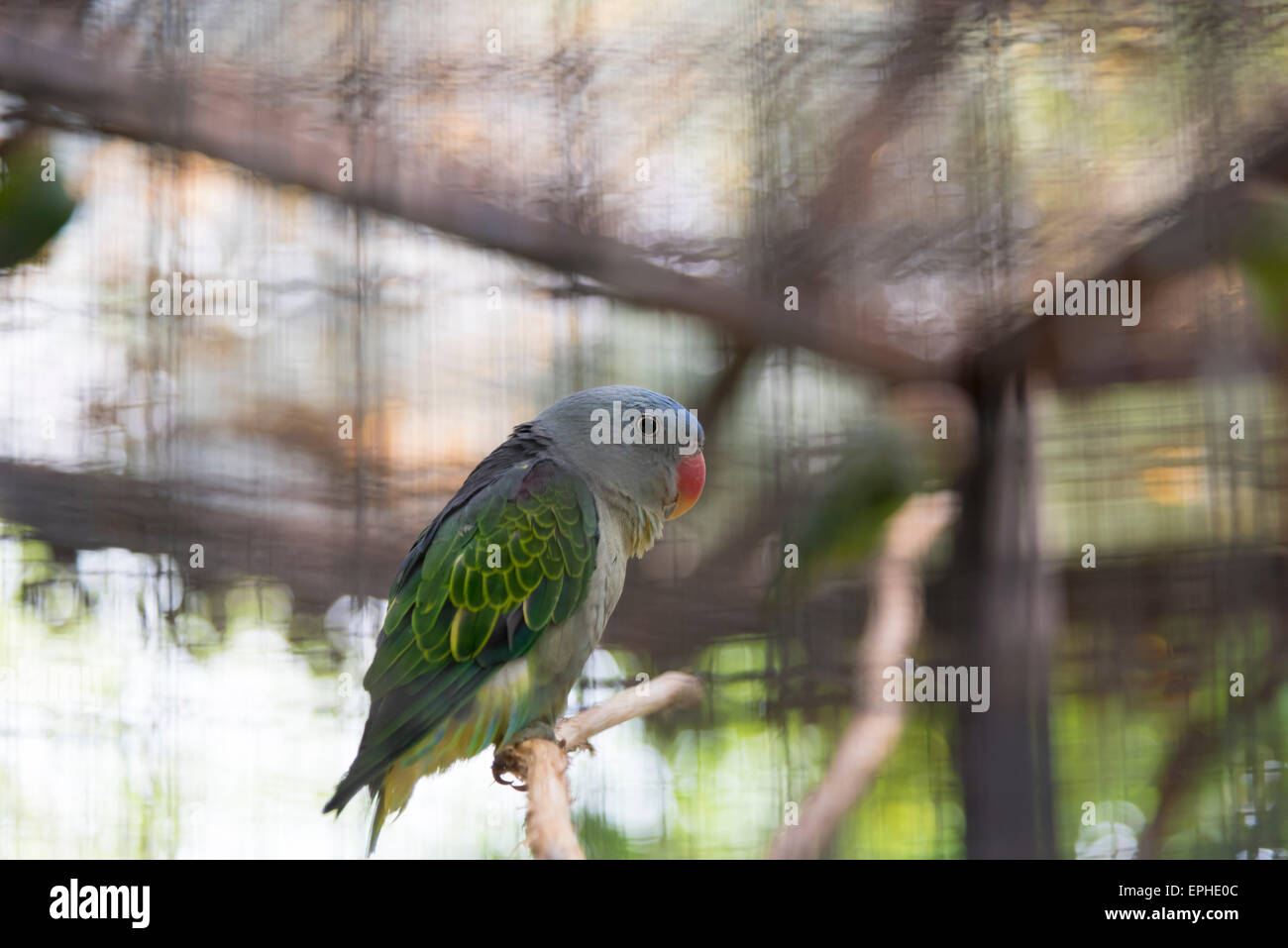 Blue-rumped Parrot in cage Stock Photo - Alamy