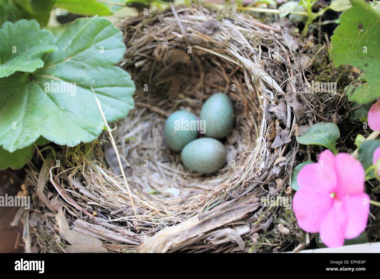 Weave nest hi-res stock photography and images - Alamy