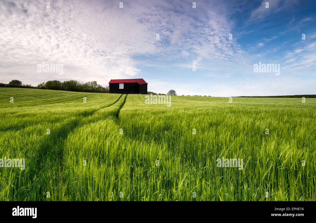 Corn field barn hi-res stock photography and images - Alamy