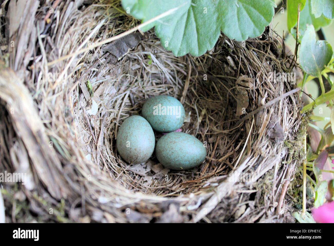 Soft nest hi-res stock photography and images - Alamy